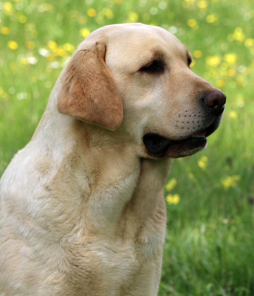 Hembras de Labrador Retriever - Criaderos de Labrador Retriever