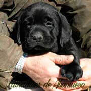Labrador Retriever - Criadero de labrador retriever de Abantueso