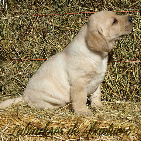 Labrador Retriever - Criadero de labrador retriever de Abantueso