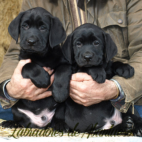 Imagenes de perros labradores cachorros negros - Imagui