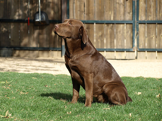 Fotos de labrador chocolate - Imagui