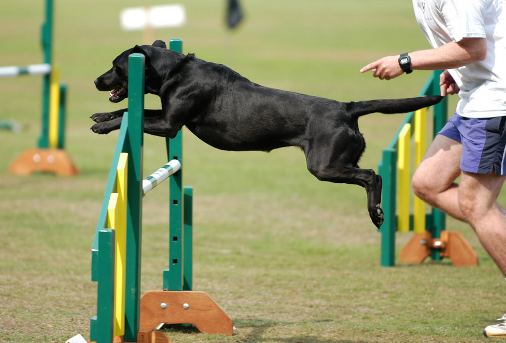 My pick for the top dog breeds for dog agility